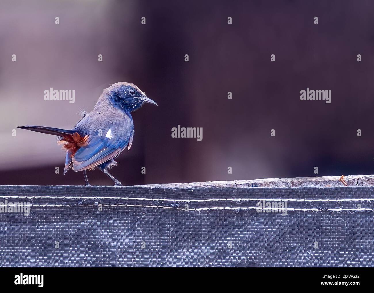 A Indian Robin sitting on a wall a back view Stock Photo - Alamy