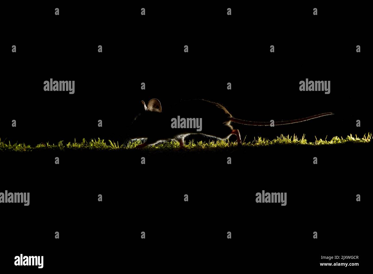 Backlit mouse running across mossy log, north wales, uk Stock Photo - Alamy