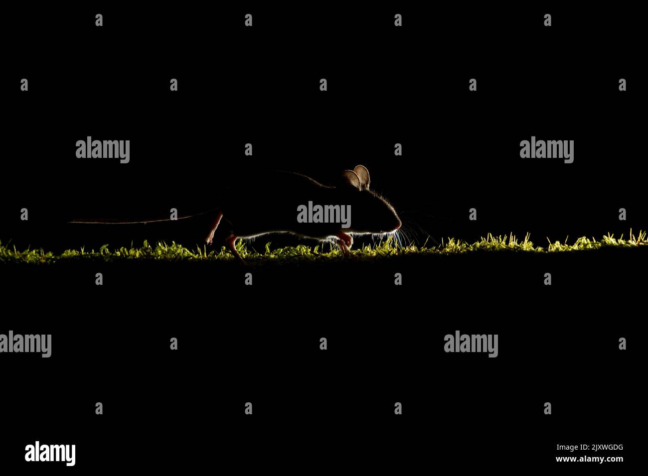 Backlit mouse running across mossy log, north wales, uk Stock Photo - Alamy