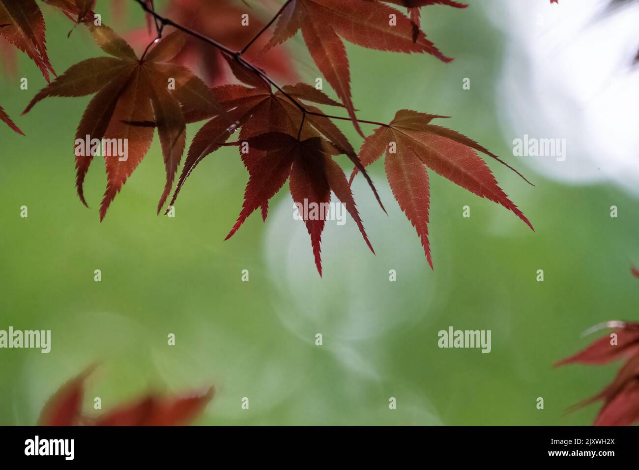 Red Maple Leaves Stock Photo - Alamy