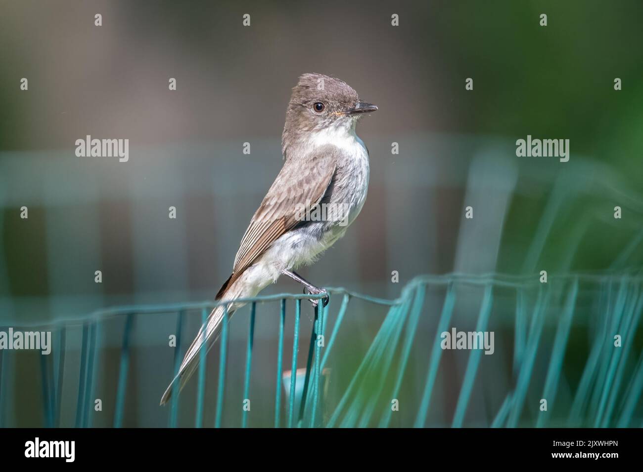 Phoebe at home hi-res stock photography and images - Alamy