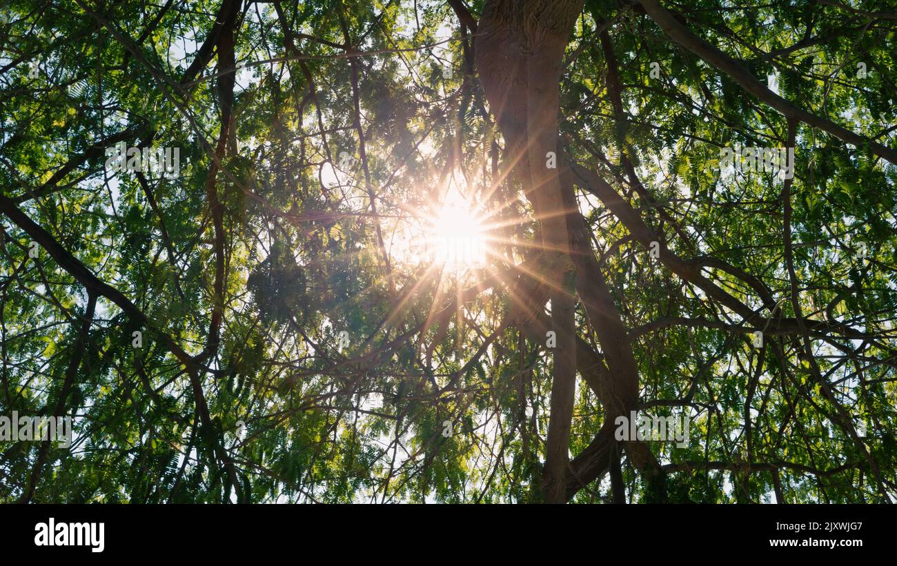 Sun rays coming through tree branch Stock Photo - Alamy