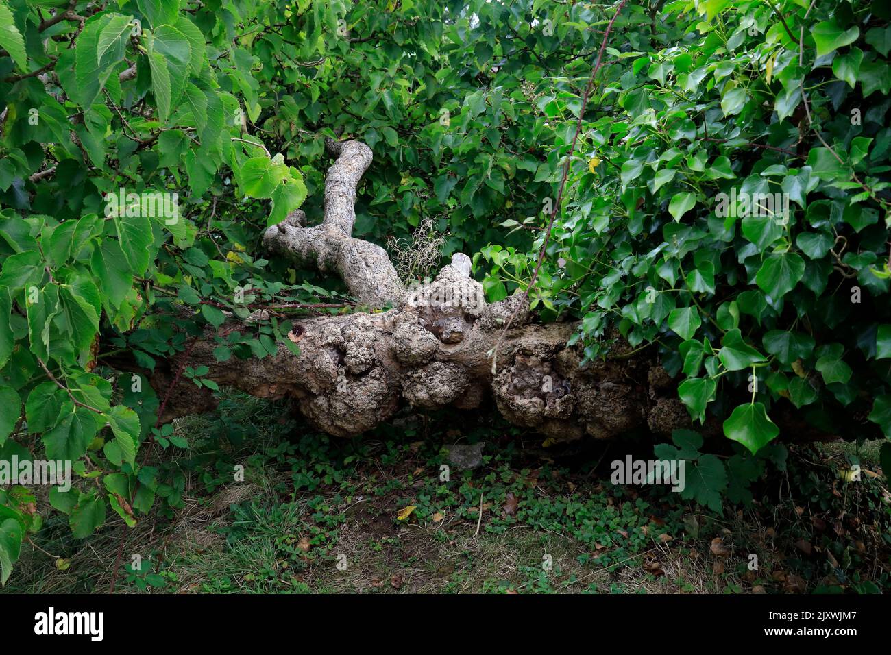 Black mulberry tree showing gnarled trunk. St Fagans National History ...