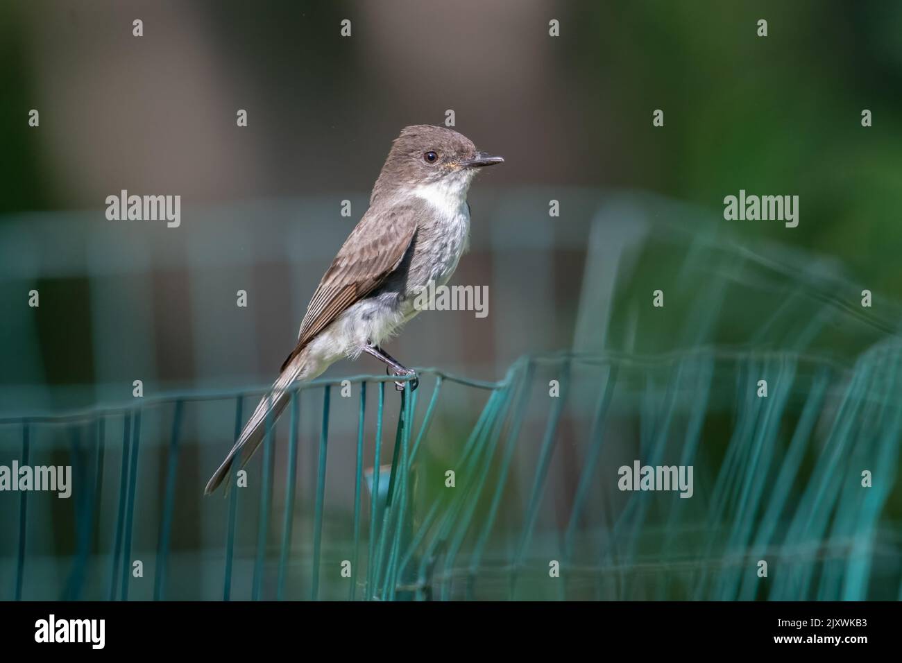 Phoebe at home hi-res stock photography and images - Alamy