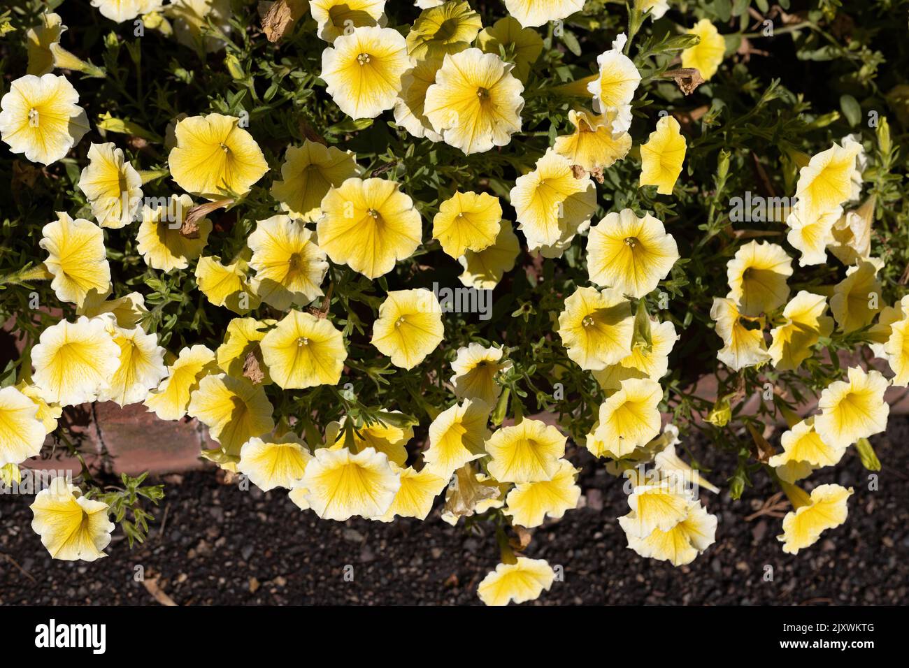 Yellow knees hi-res stock photography and images - Alamy