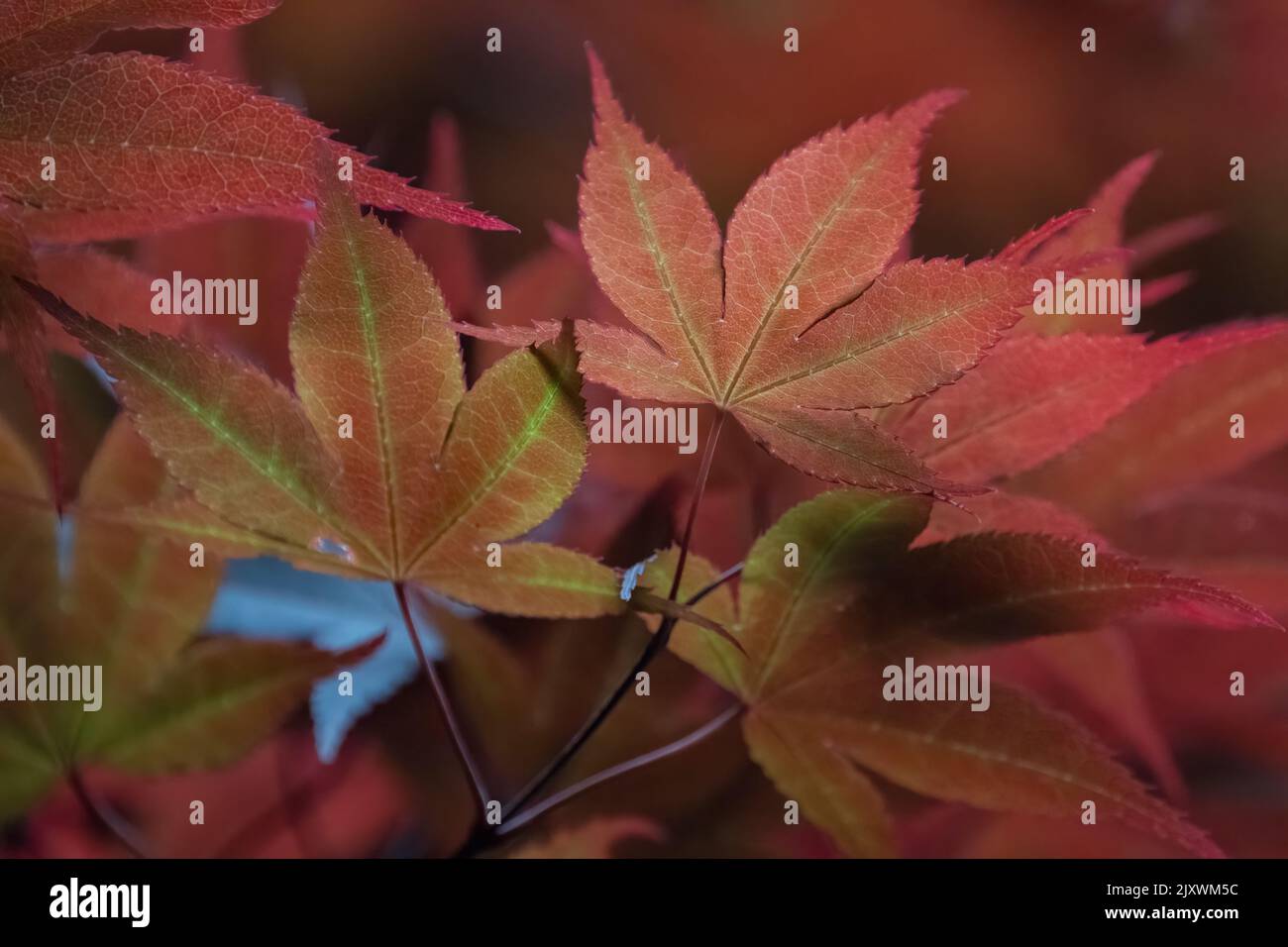 Red Maple Leaves Stock Photo - Alamy