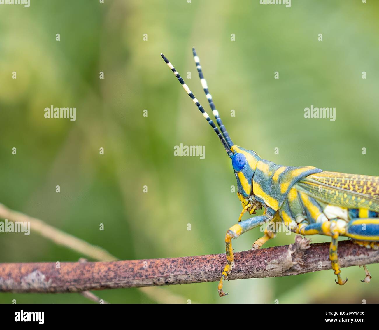 Close up of a painted grass hopper with its blue eyes Stock Photo - Alamy