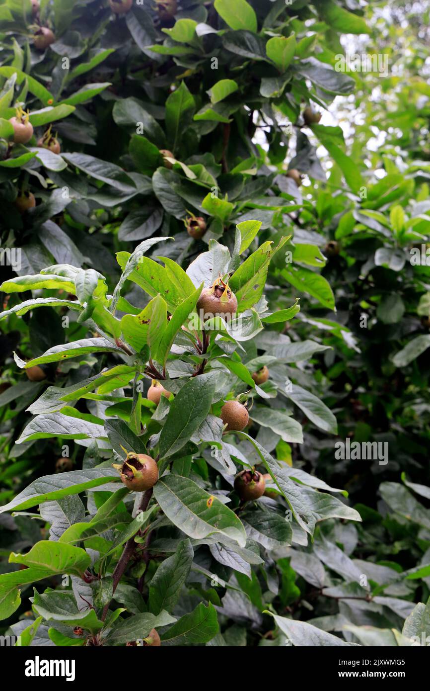 Common medlar fruit on trees, Mespilus germanica. Summer 2022. August ...