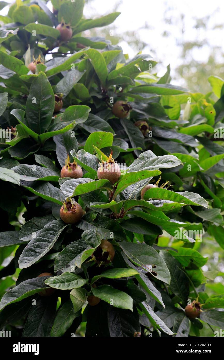 Common medlar fruit on trees, Mespilus germanica. Summer 2022. August ...