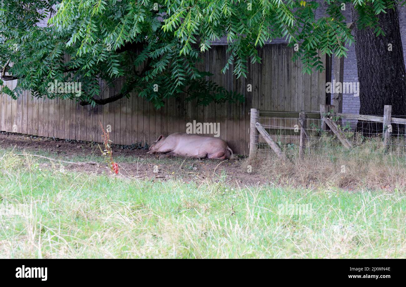 Male pig / boar relaxing at Llwyn yr Eos farm, St Fagans National ...