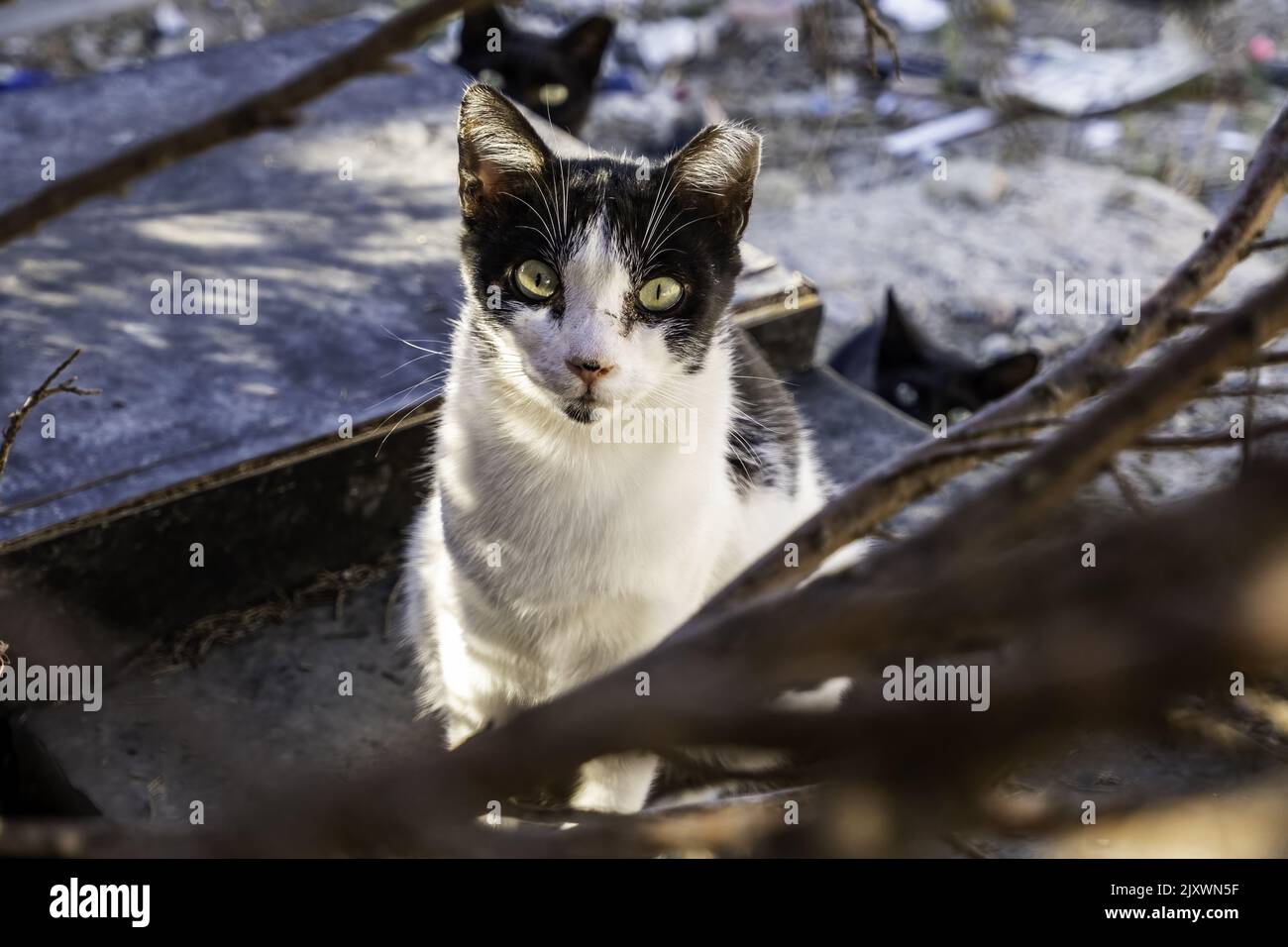Abandoned street cats, stray animals, pets Stock Photo - Alamy