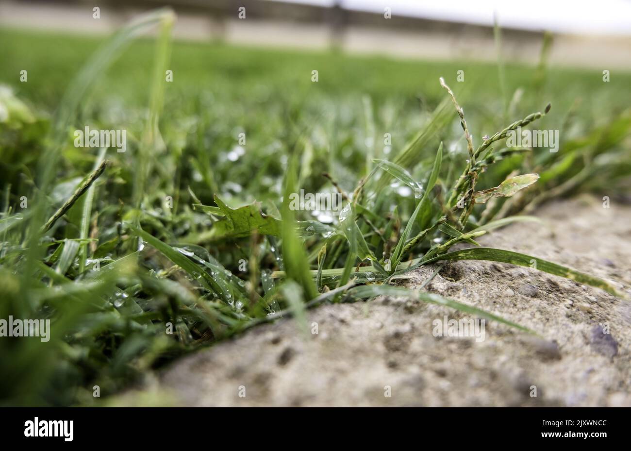 Green grass in nature hi-res stock photography and images - Alamy