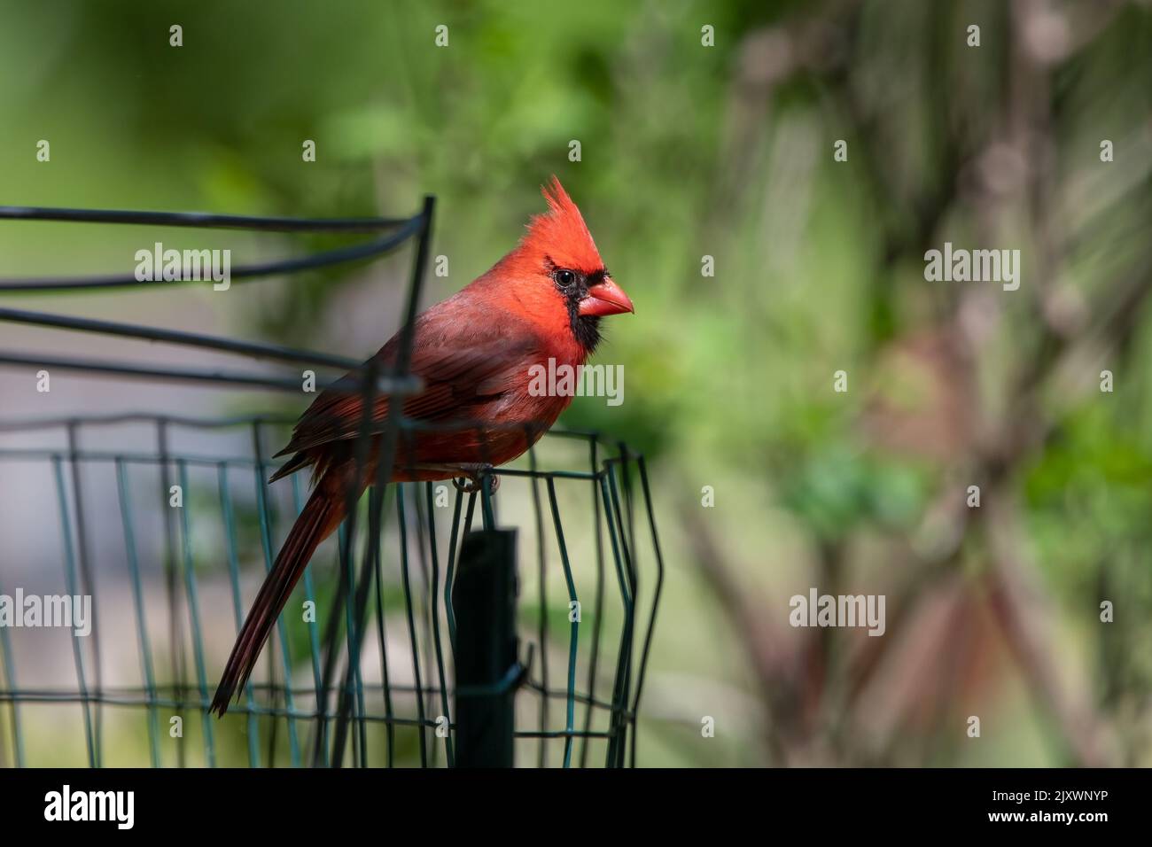 Male Northern Cardinal Stock Photo - Alamy