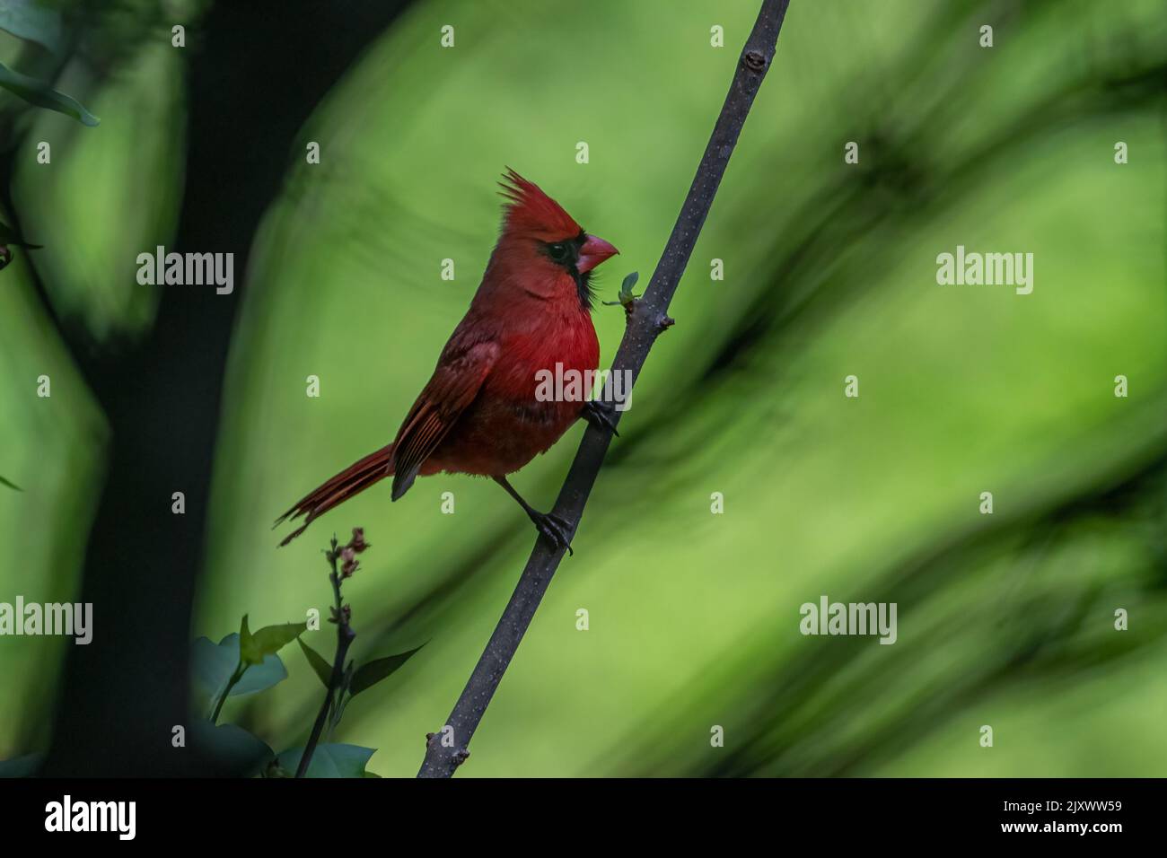 Male Northern Cardinal Stock Photo - Alamy