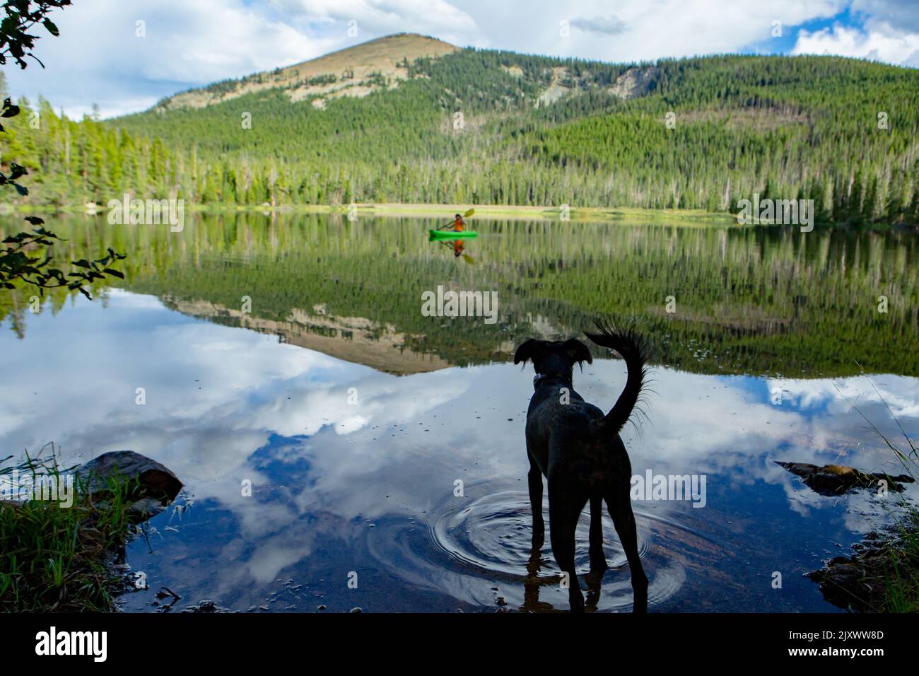 Dog watching over his friend Stock Photo - Alamy
