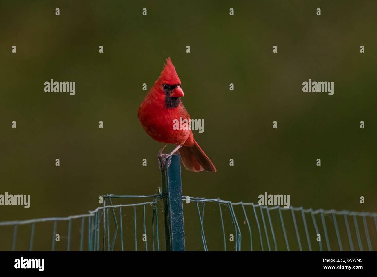 Male Northern Cardinal Stock Photo - Alamy