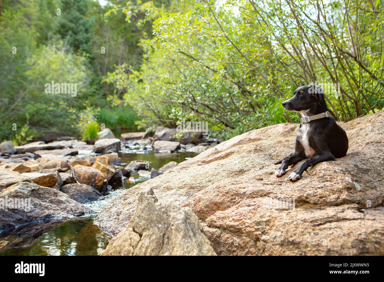 Dog by mountain stream Stock Photo - Alamy