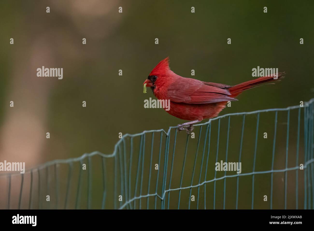 Northeast cardinal hi-res stock photography and images - Alamy