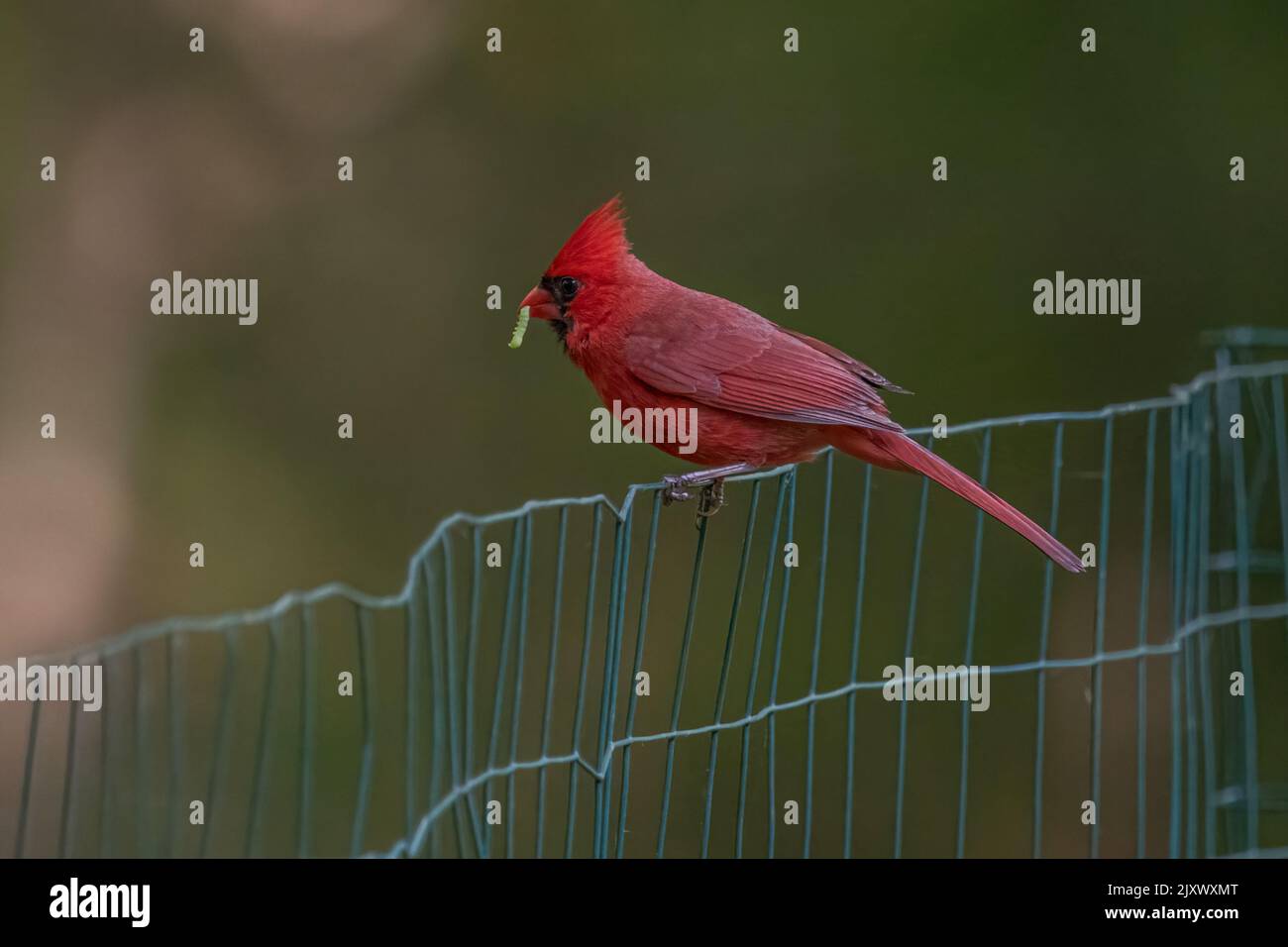 Northeast cardinal hi-res stock photography and images - Alamy