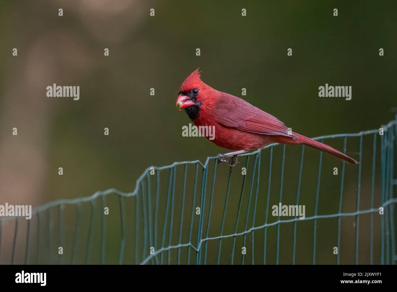 Northeast cardinal hi-res stock photography and images - Alamy