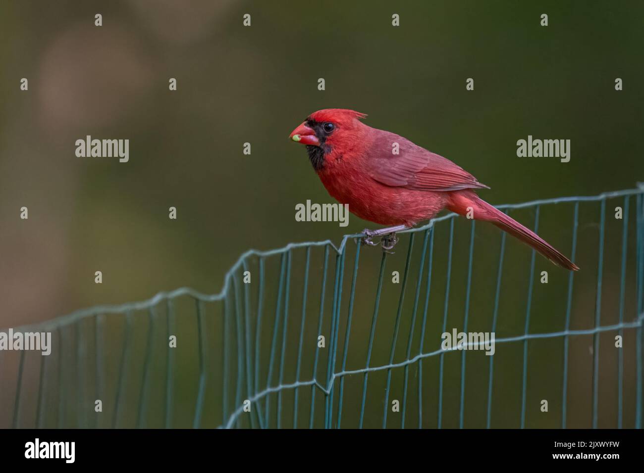 Northeast cardinal hi-res stock photography and images - Alamy