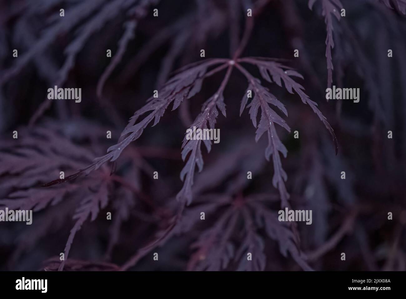 Japanese Maple Leaf Stock Photo - Alamy