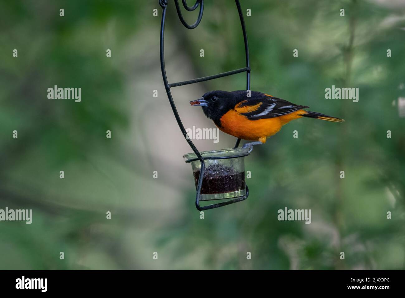 Baltimore Oriole at jelly feeder Stock Photo - Alamy