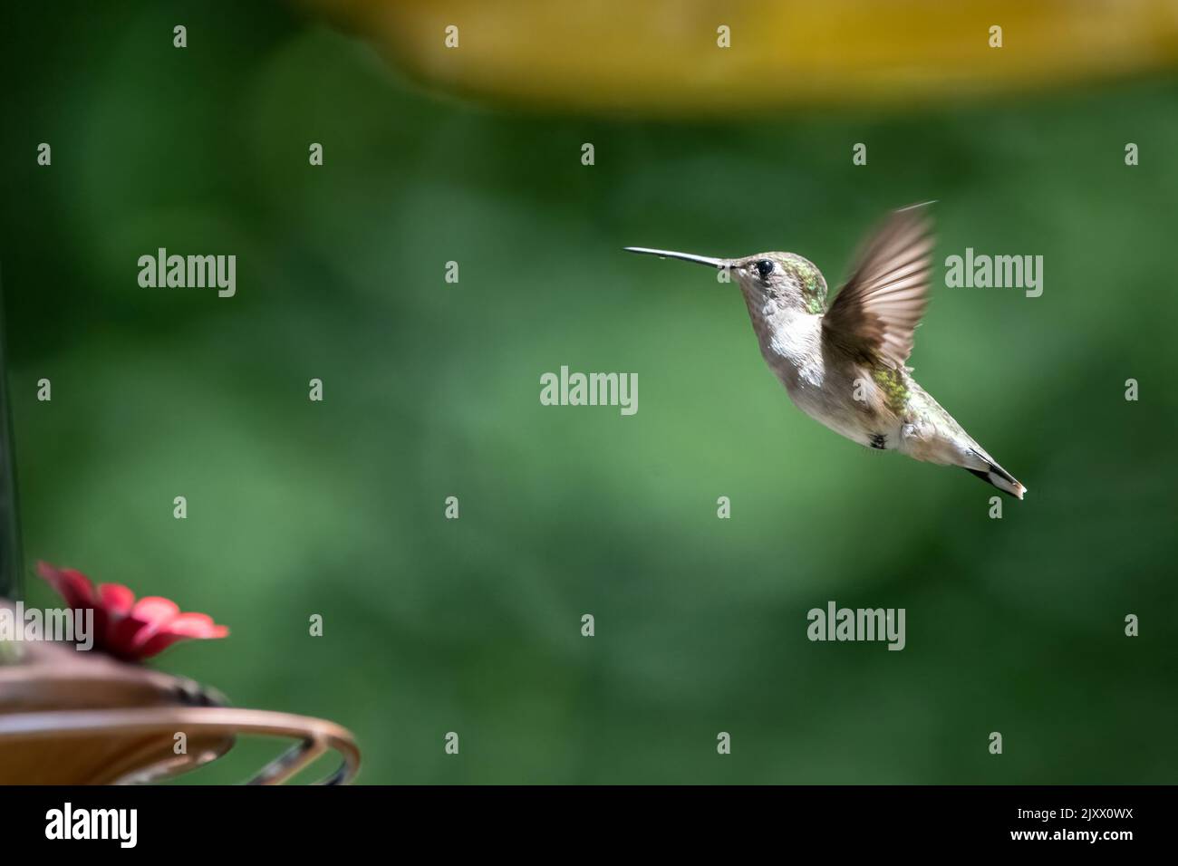 Ruby throated Hummingbird at feeder Stock Photo - Alamy