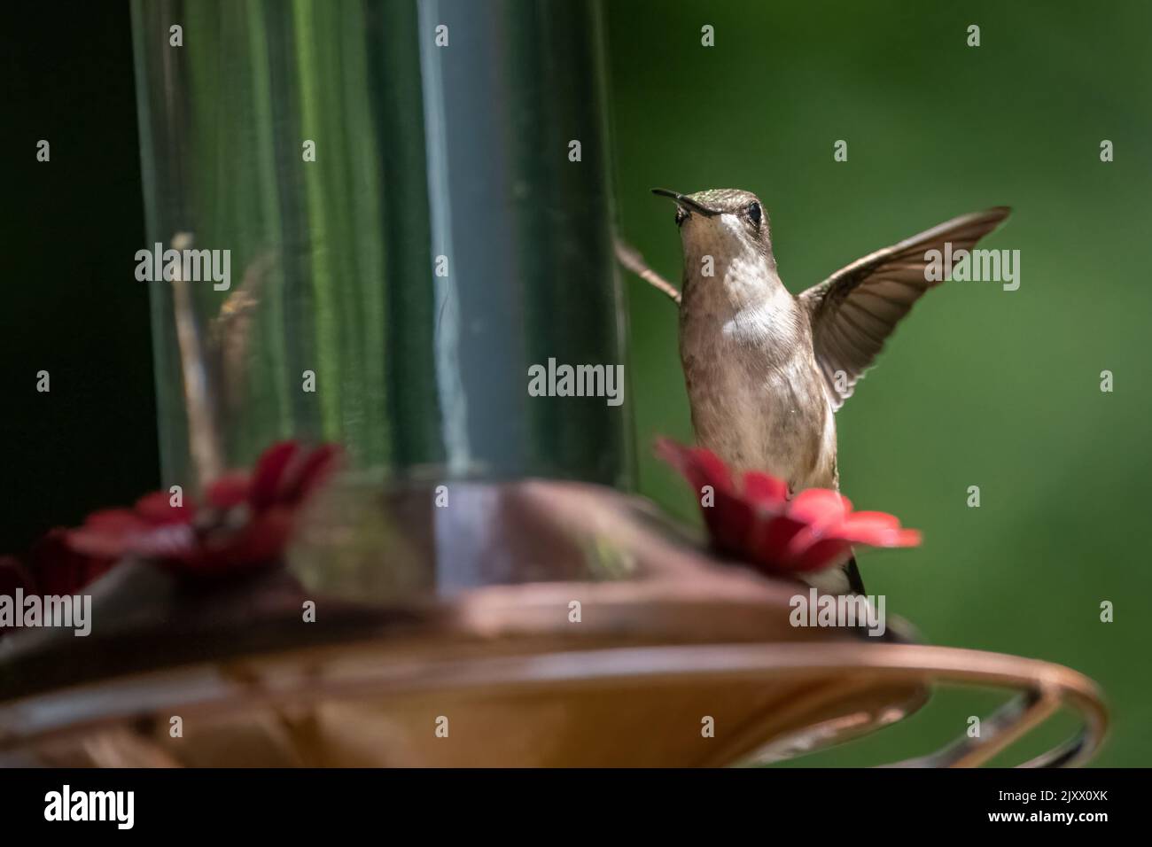 Ruby throated Hummingbird at feeder Stock Photo - Alamy