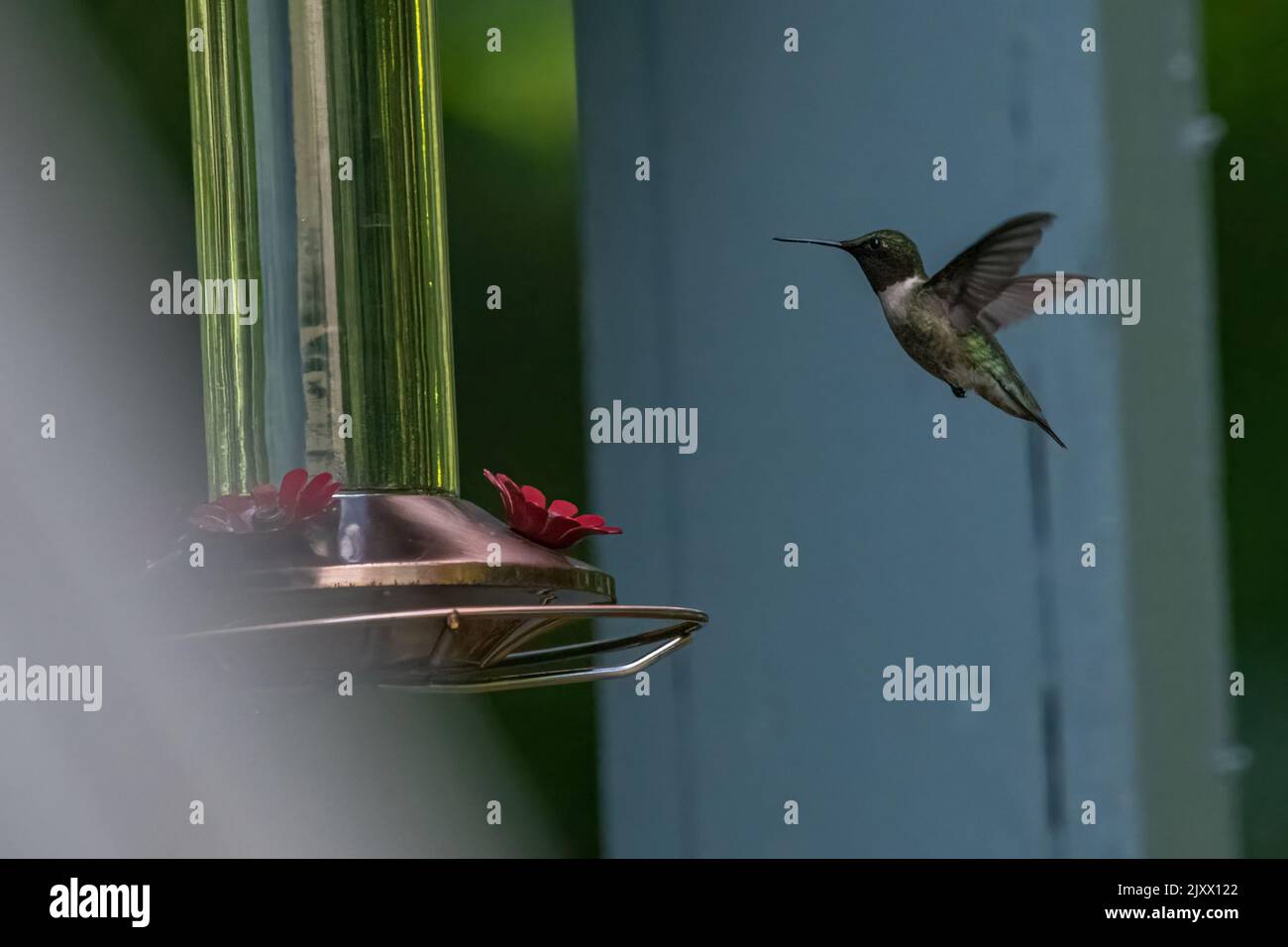 Hummingbird at feeder Stock Photo - Alamy