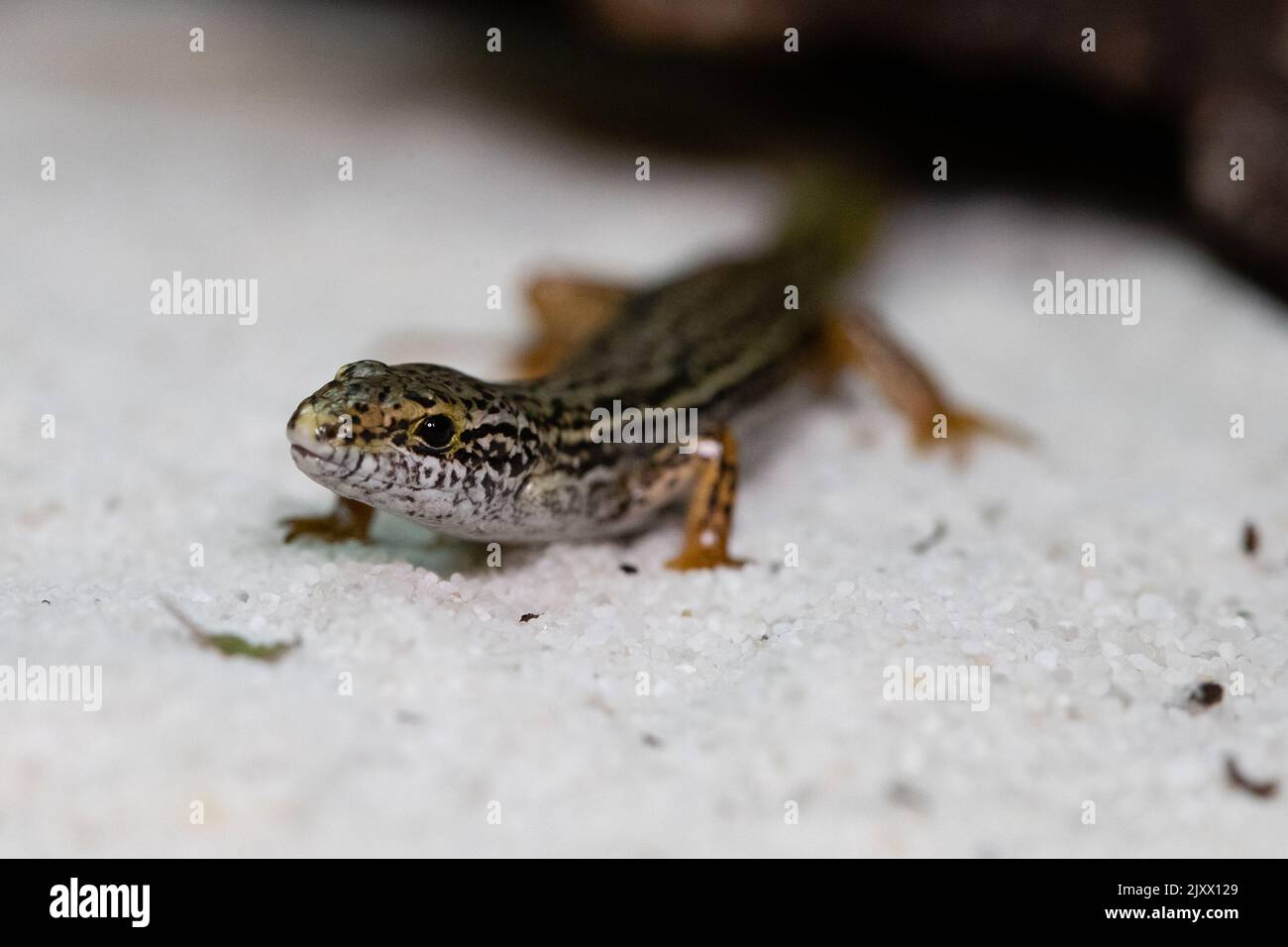 A Lancelin Island skink is seen at Perth Zoo in Perth on Friday ...
