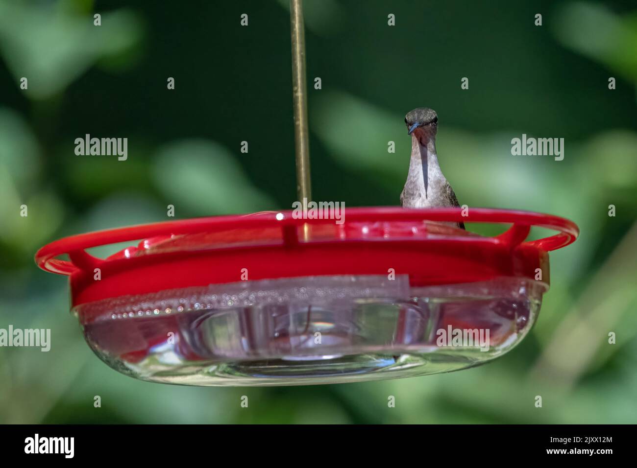 Ruby throated Hummingbird at feeder Stock Photo - Alamy