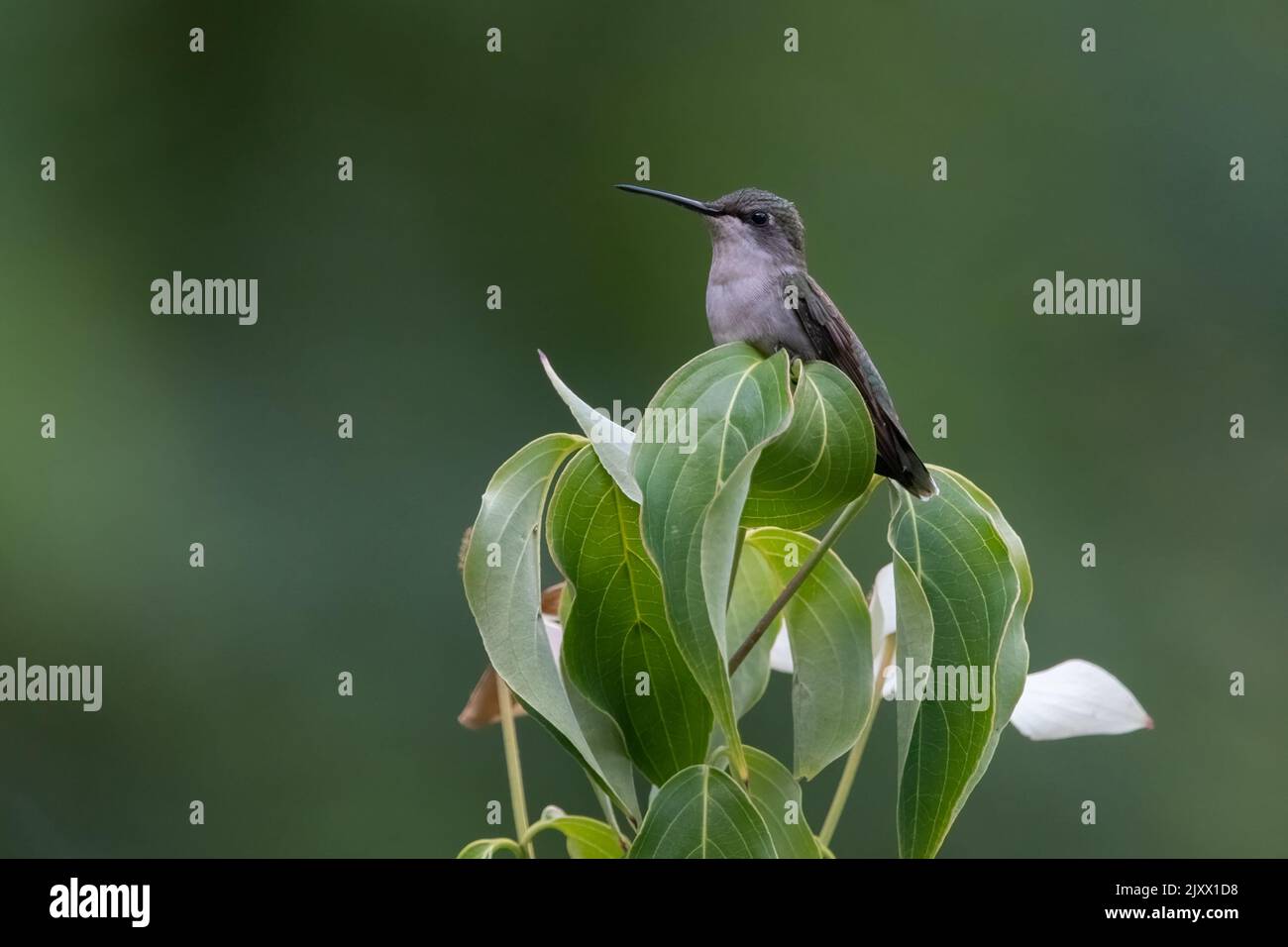 Hummingbird atop Kousa Dogwood Stock Photo - Alamy