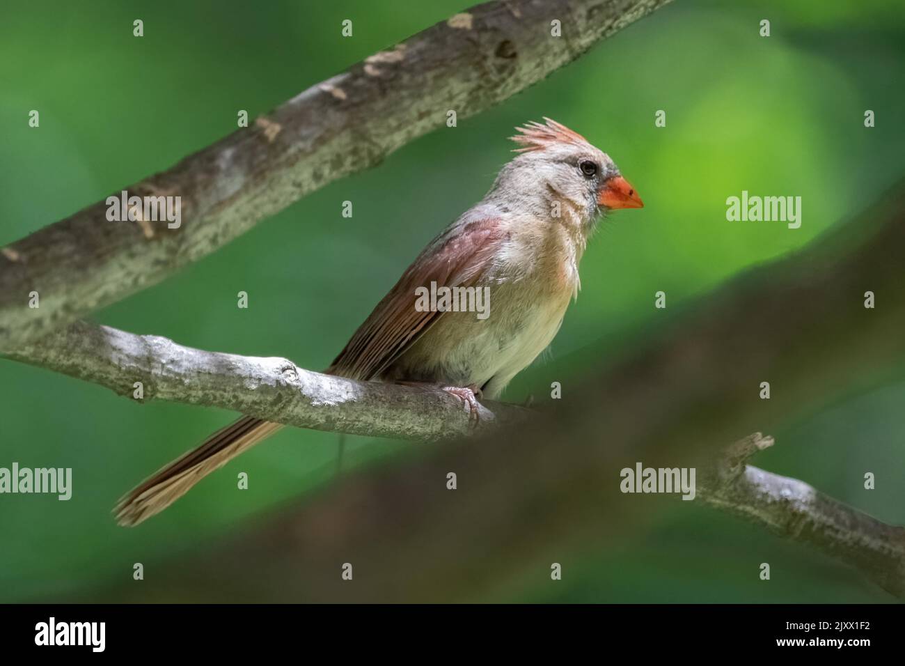 Female and feather hi-res stock photography and images - Alamy