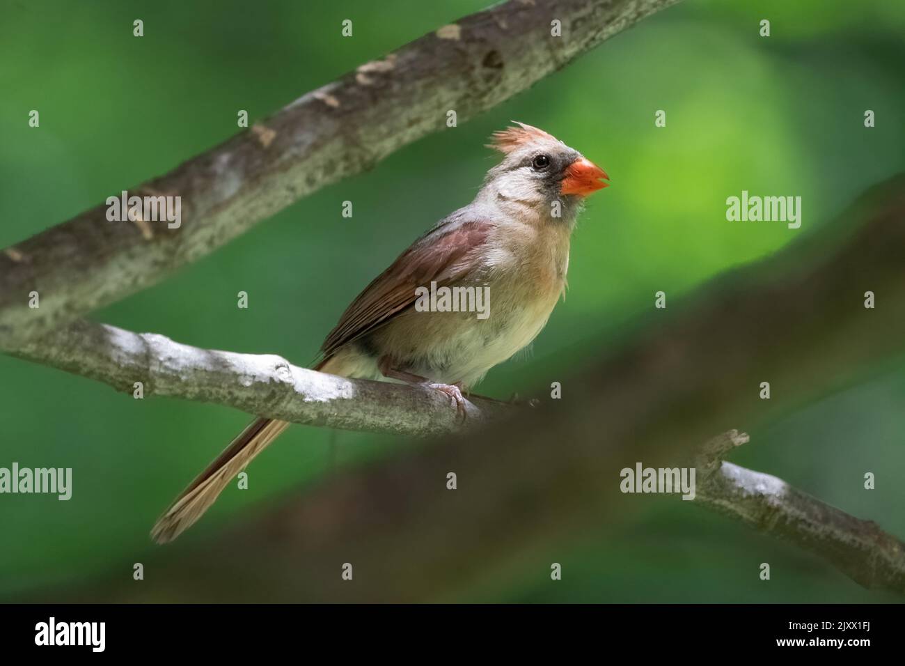 Female Northern Cardinal Stock Photo - Alamy