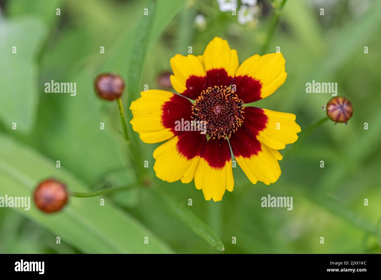 Coreopsis macro hi-res stock photography and images - Alamy