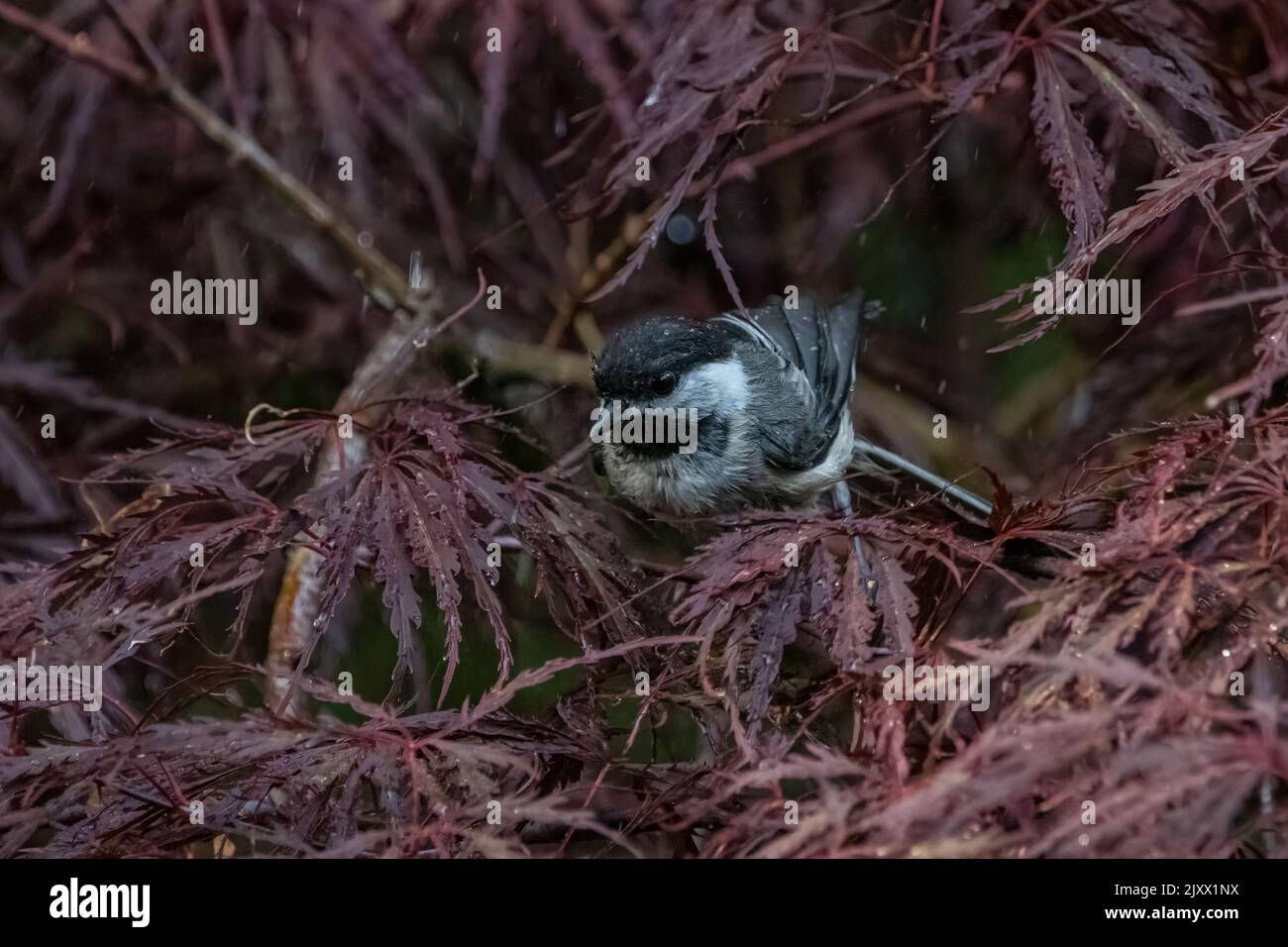 Black-capped Chickadee on wet tree Stock Photo - Alamy