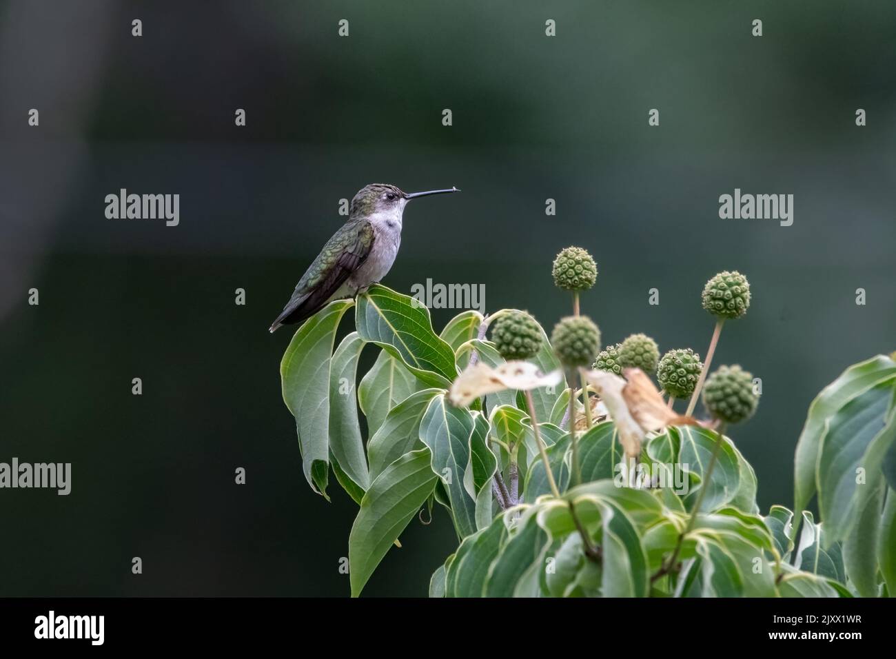 Hummingbird atop Kousa Dogwood Stock Photo - Alamy