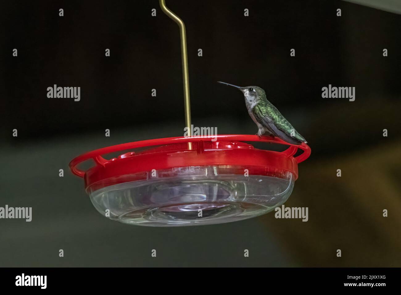 Ruby throated Hummingbird at feeder Stock Photo - Alamy