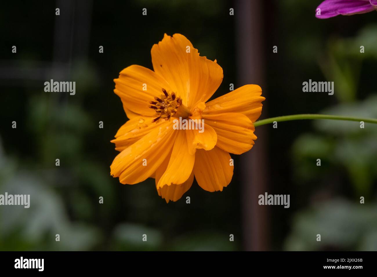 Orange cosmos flowers hi-res stock photography and images - Alamy