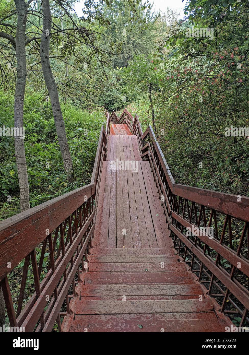 Old wooden stairway in forest, nature trail in reserve Stock Photo - Alamy