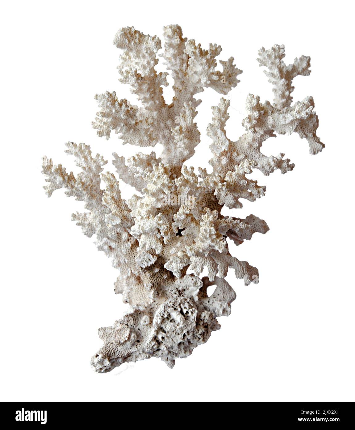Coral isolated on white background Stock Photo - Alamy