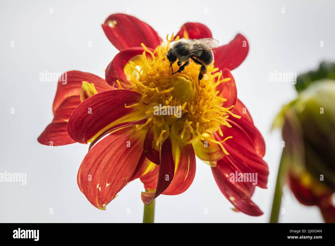 Dahlia pollinator hi-res stock photography and images - Alamy