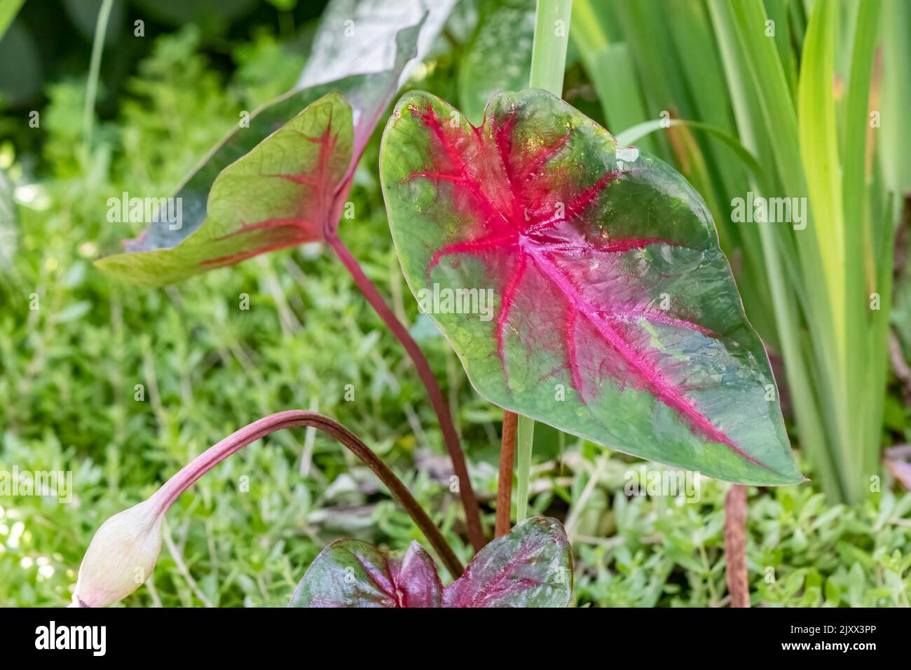 Close up caladium leaf hi-res stock photography and images - Alamy