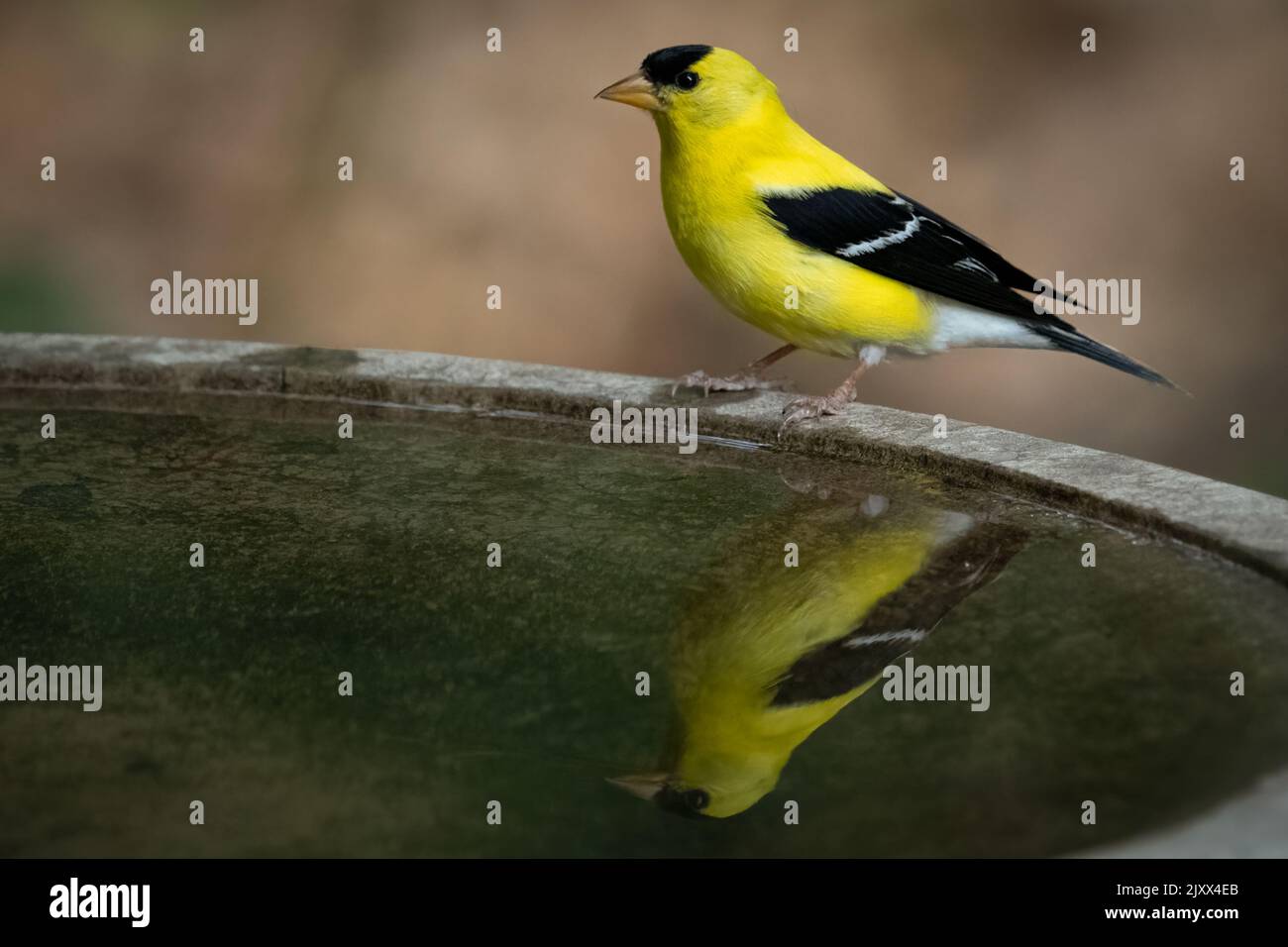 American Goldfinch with reflection in bird bath Stock Photo - Alamy