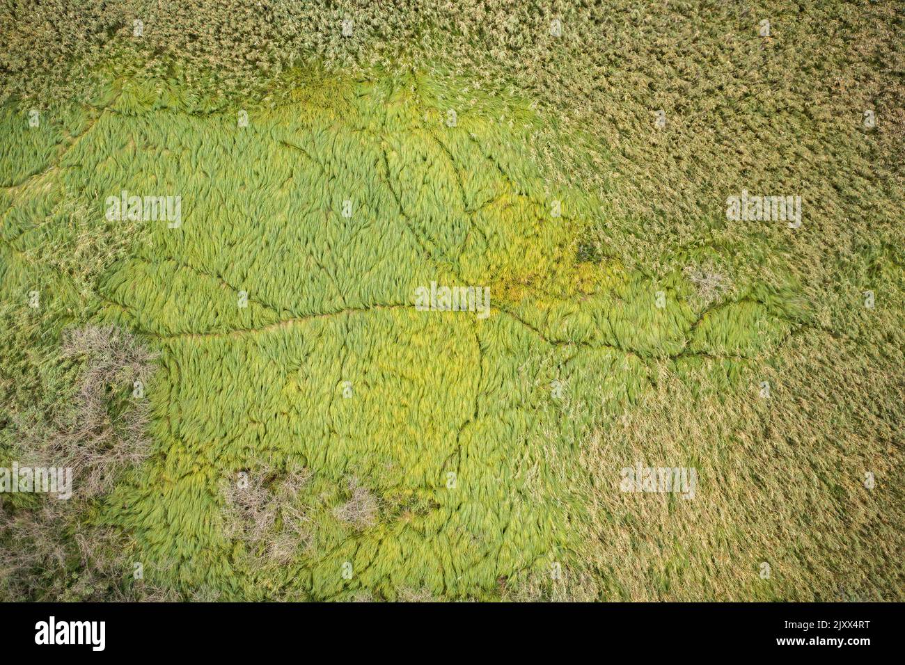 Many animal paths and trails in reed from directly above Stock Photo ...