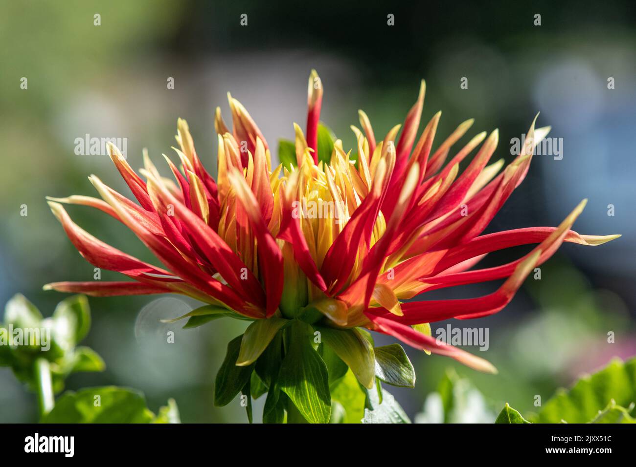 Show 'N' Tell Dahlia Stock Photo - Alamy