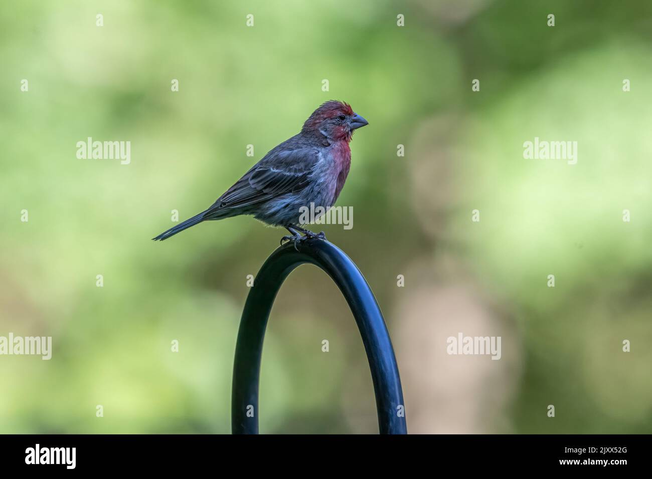 House finch on bird feeder pole Stock Photo - Alamy