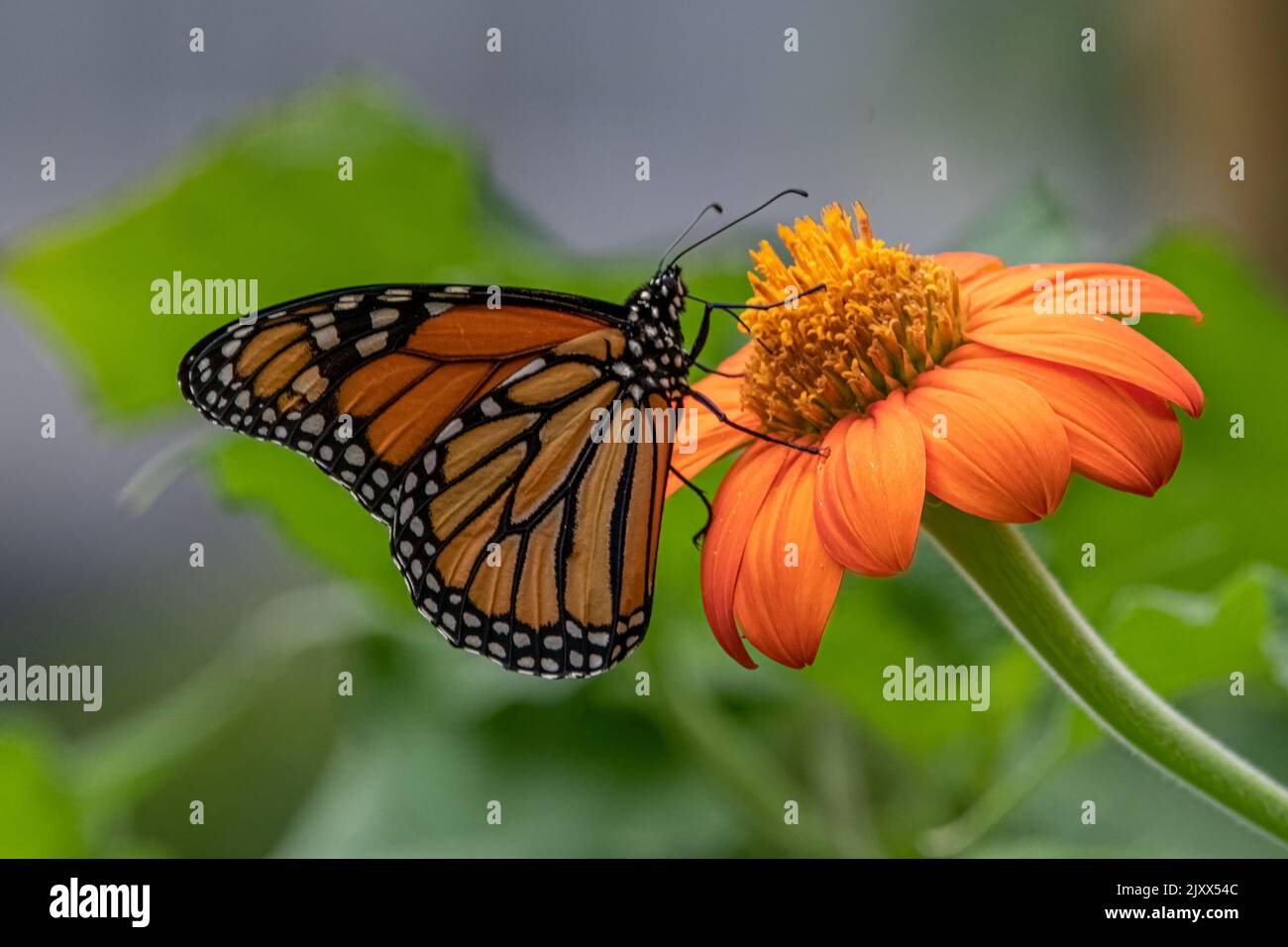 Monarch butterfly on Mexican Sunflower Stock Photo - Alamy