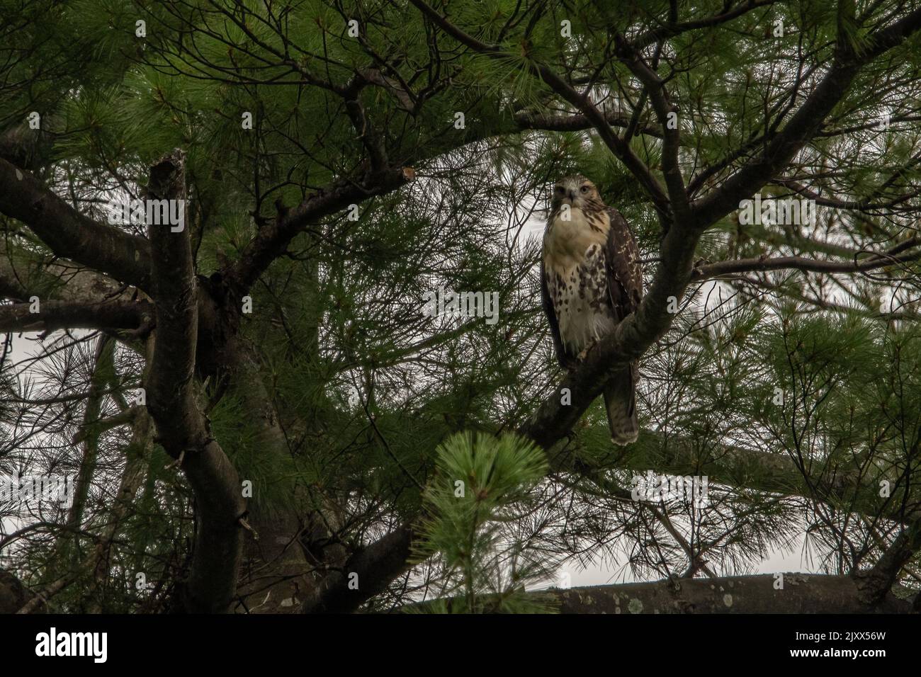 Juvenile Red-tailed Hawk in pine tree Stock Photo - Alamy